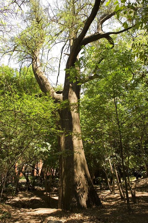 Charla-recorrido "Los ahuehuetes de Chapultepec"